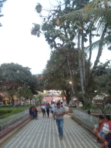 Caranavi también reconoce la importancia vital de los árboles – ANA Bolivia