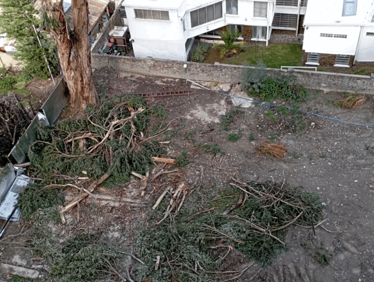 Árbol centenario de la zona de Calacoto tras su mutilación se encuentra ...