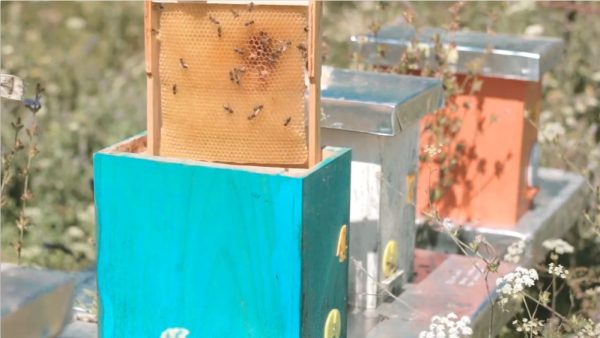Proyecto de conservación de las abejas nativas sin aguijón de Coripata ...